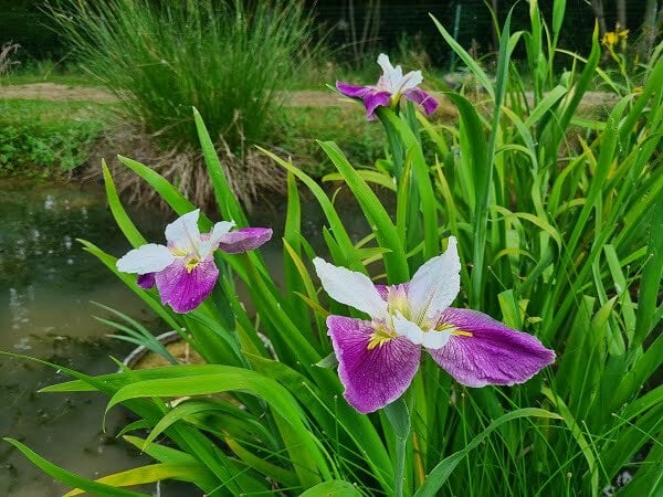 Iris louisiana 'Colorific' - Aquatic Plants Nursery
