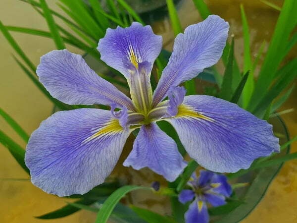 Iris louisiana 'Sea Wisp' - Aquatic Plants Nursery