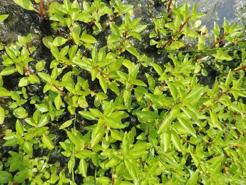 Ludwigia palustris (Marsh Seedbox, Water Purslane) - Aquatic Plants Nursery