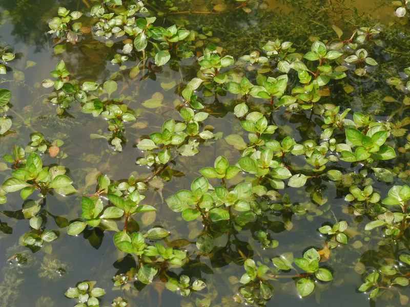 Ludwigia palustris (Marsh Seedbox, Water Purslane) - Aquatic Plants Nursery