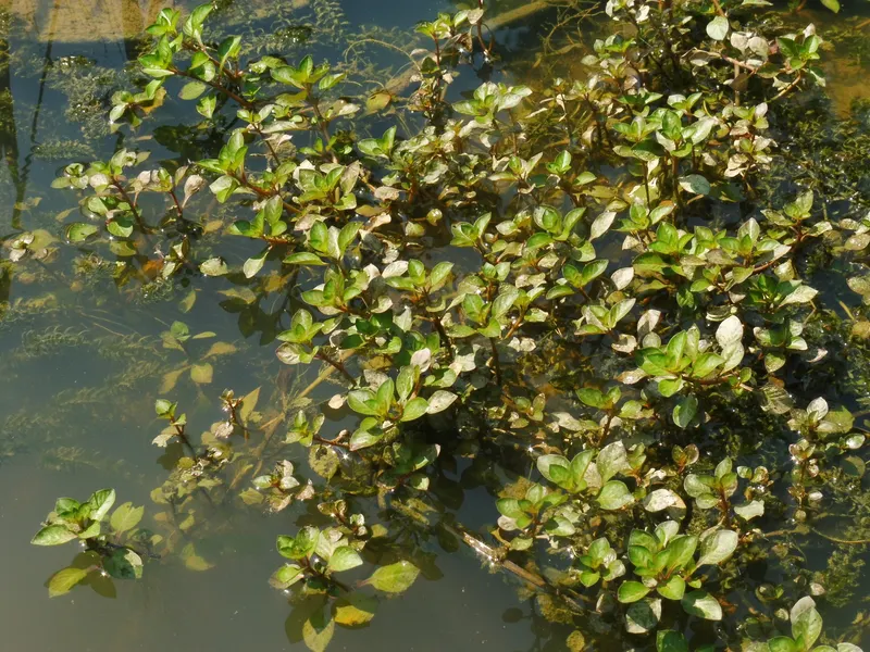 Ludwigia palustris (Marsh Seedbox, Water Purslane) - Aquatic Plants Nursery