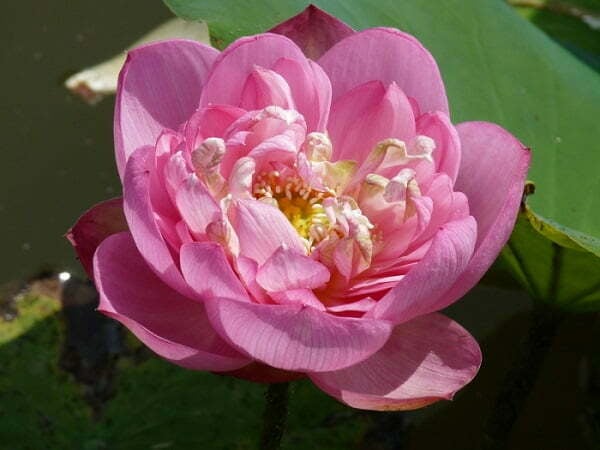 Lotus Nelumbo 'Baby Peony' - Aquatic Plants Nursery