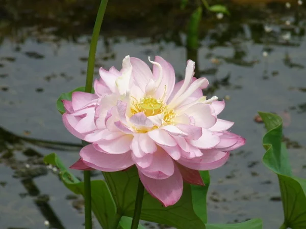 Lotus Nelumbo 'Baby Peony' - Aquatic Plants Nursery