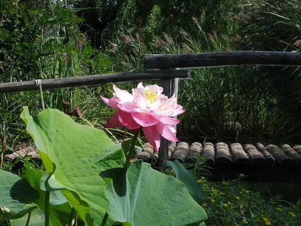 Lotus Nelumbo 'Baby Peony' - Aquatic Plants Nursery