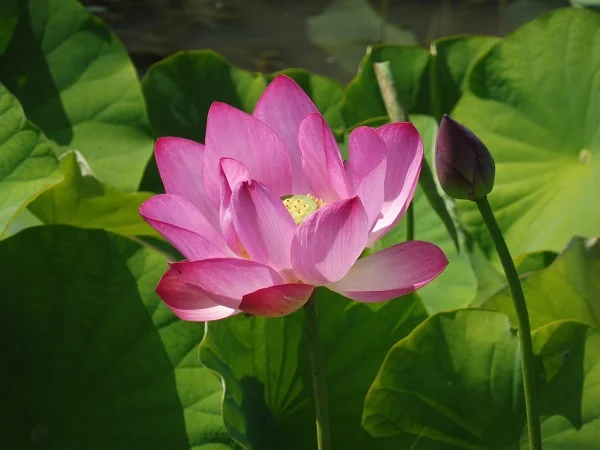 Lotus Nelumbo 'Baby Pink' - Aquatic Plants Nursery