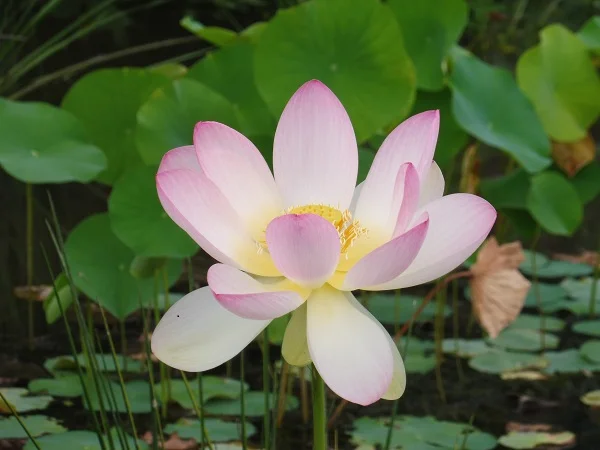 Lotus Nelumbo 'Ohga Hasu' - Aquatic Plants Nursery