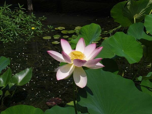 Lotus Nelumbo 'Ohga Hasu' - Aquatic Plants Nursery