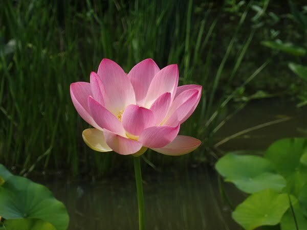 Lotus Nelumbo 'Ohga Hasu' - Aquatic Plants Nursery
