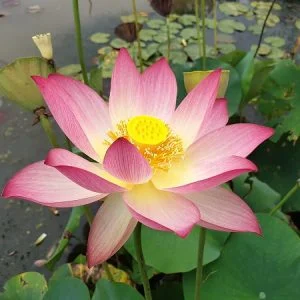 Lotus Nelumbo 'Xin De Lian' - Aquatic Plants Nursery