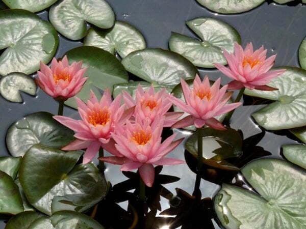 Nymphaea 'Colorado' Water Lily - Aquatic Plants Nursery