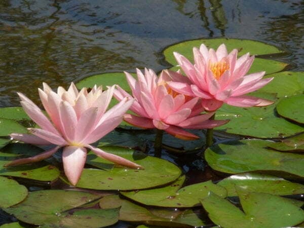 Nymphaea 'Colorado' Water Lily - Aquatic Plants Nursery