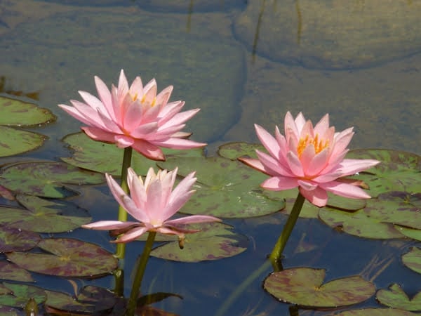Nymphaea 'Colorado' Water Lily - Aquatic Plants Nursery