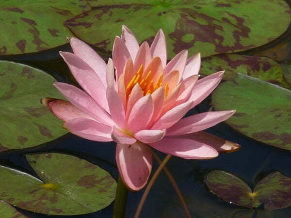 Nymphaea 'Colorado' Water Lily - Aquatic Plants Nursery