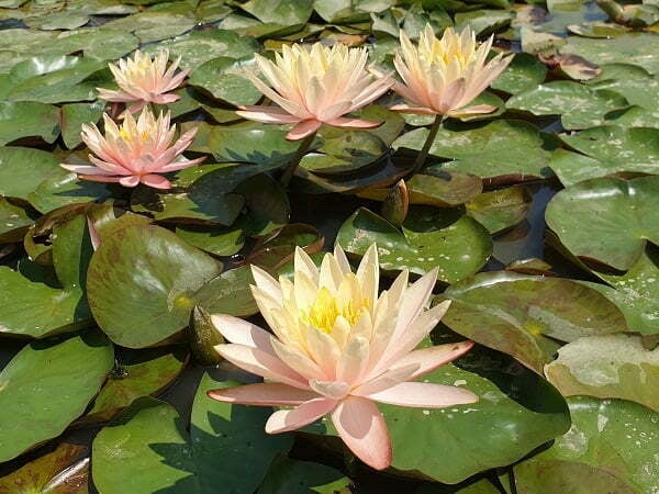 Nymphaea 'Cynthia Ann' Water Lily - Aquatic Plants Nursery