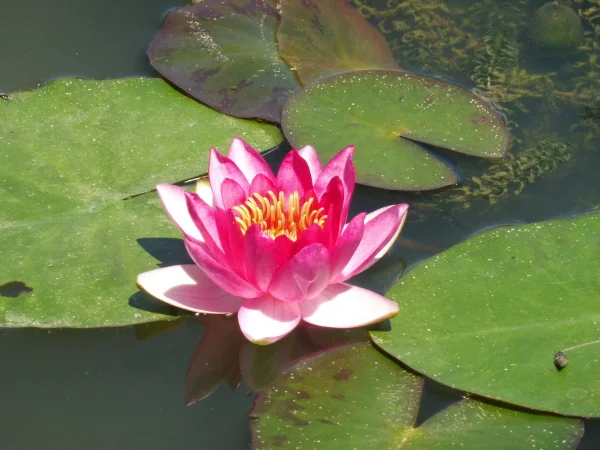 Nymphaea 'Ellisiana' Water Lily - Aquatic Plants Nursery