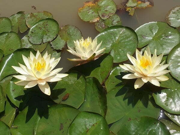 Nymphaea 'Inner Light' Water Lily - Aquatic Plants Nursery