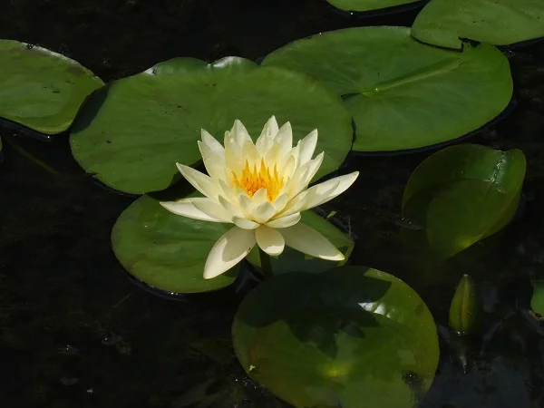 Nymphaea 'Lemon Mist' Water Lily - Aquatic Plants Nursery
