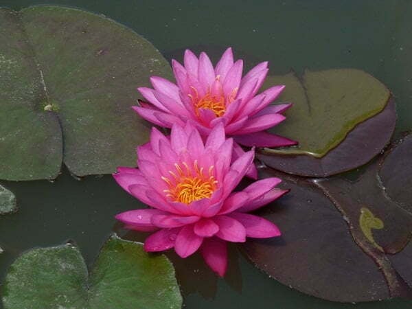 Nymphaea 'Mayla' Water Lily - Aquatic Plants Nursery