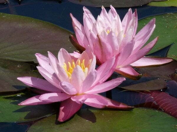 Nymphaea 'Nigel' Water Lily - Aquatic Plants Nursery