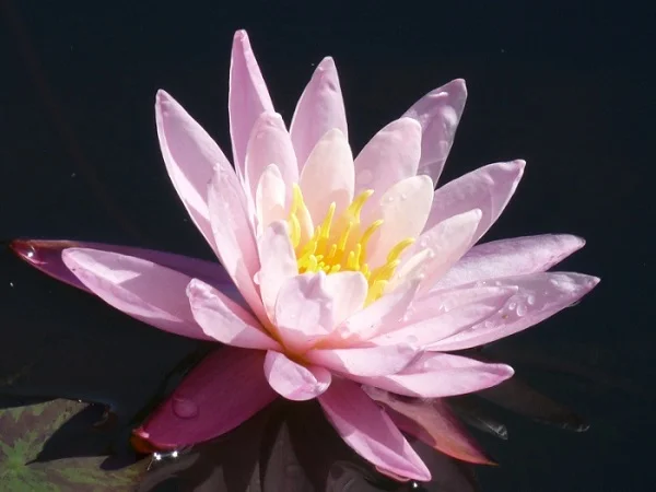 Nymphaea 'Nigel' Water Lily - Aquatic Plants Nursery