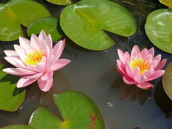 Nymphaea 'Odorata Luciana' Water Lily - Aquatic Plants Nursery