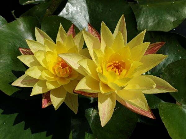 Nymphaea 'Paranee' Water Lily - Aquatic Plants Nursery