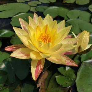 Nymphaea 'Paranee' Water Lily - Aquatic Plants Nursery