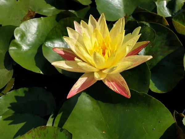Nymphaea 'Paranee' Water Lily - Aquatic Plants Nursery