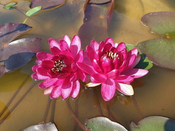 Nymphaea 'Perry's Baby Red' Water Lily - Aquatic Plants Nursery