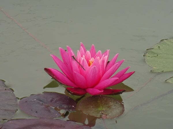 Nymphaea 'Perry's Magnificent' Water Lily - Aquatic Plants Nursery