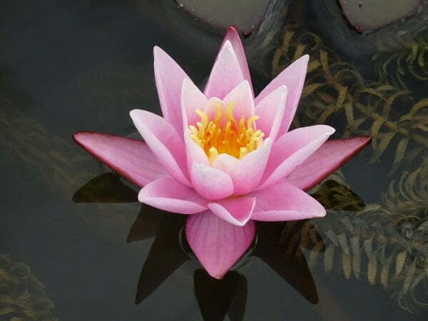 Nymphaea 'Pink Sensation' Water Lily - Aquatic Plants Nursery