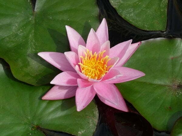 Nymphaea 'Pink Sensation' Water Lily - Aquatic Plants Nursery