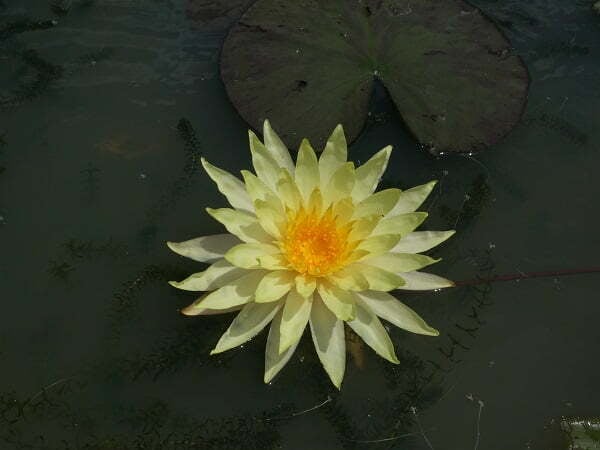 Nymphaea 'Pinwaree' Water Lily - Aquatic Plants Nursery