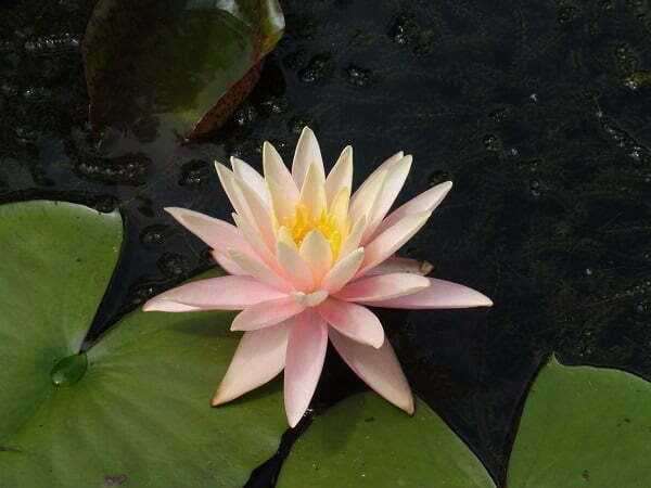Nymphaea 'Sunny Pink' Water Lily - Aquatic Plants Nursery