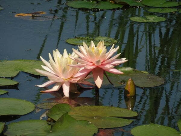 Nymphaea 'Sunny Pink' Water Lily - Aquatic Plants Nursery
