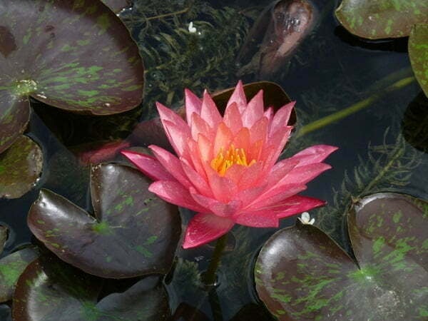 Nymphaea 'Wanvisa' Water Lily - Aquatic Plants Nursery