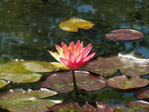 Nymphaea 'Wanvisa' Water Lily - Aquatic Plants Nursery