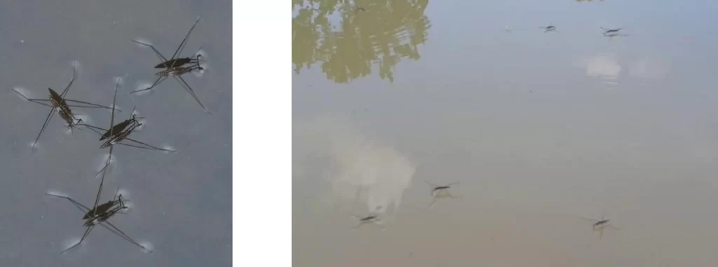 Aquatic insects and pond creatures - Aquatic Plants Nursery