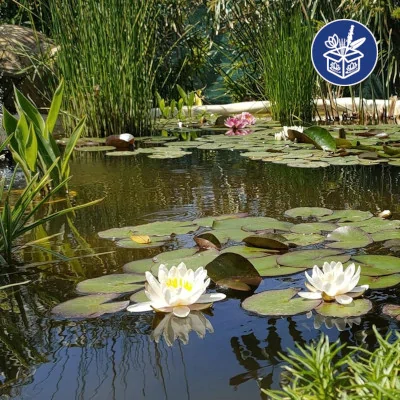 Micro Pond Kit - for 1 sqm or a mini-pond - Aquatic Plants Nursery