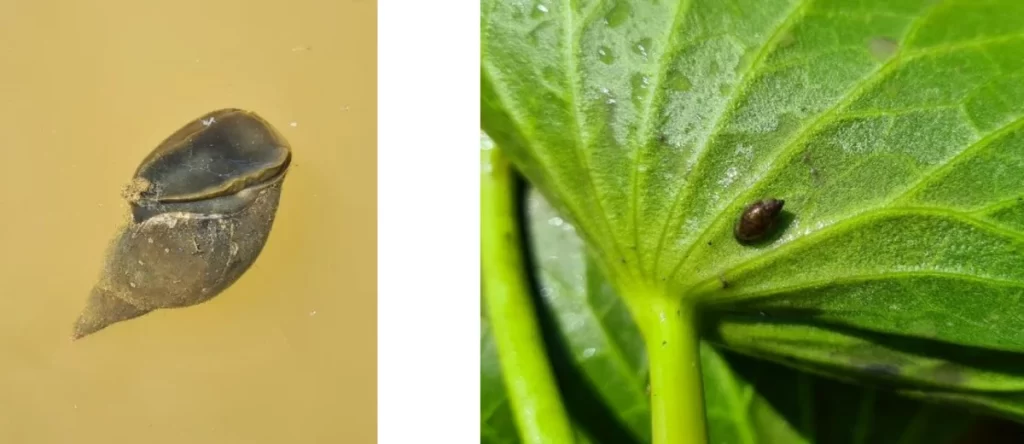 Aquatic insects and pond creatures - Aquatic Plants Nursery