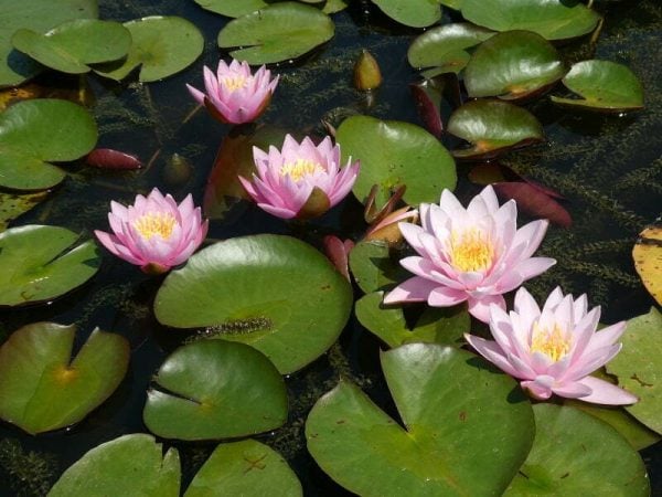 Nymphaea 'Odorata Luciana' Water Lily - Aquatic Plants Nursery
