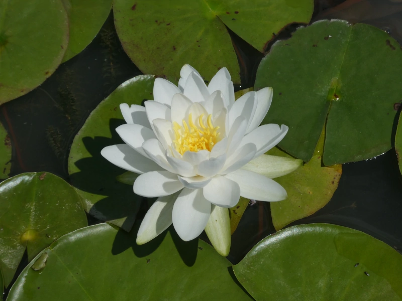 Nymphaea 'Odorata' Water Lily - Aquatic Plants Nursery