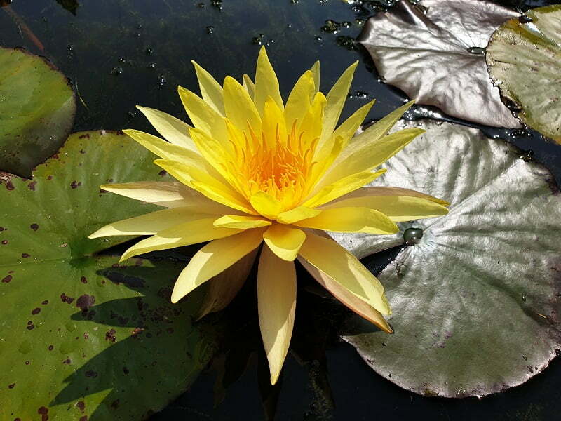 Nymphaea 'Pinwaree' Water Lily - Aquatic Plants Nursery