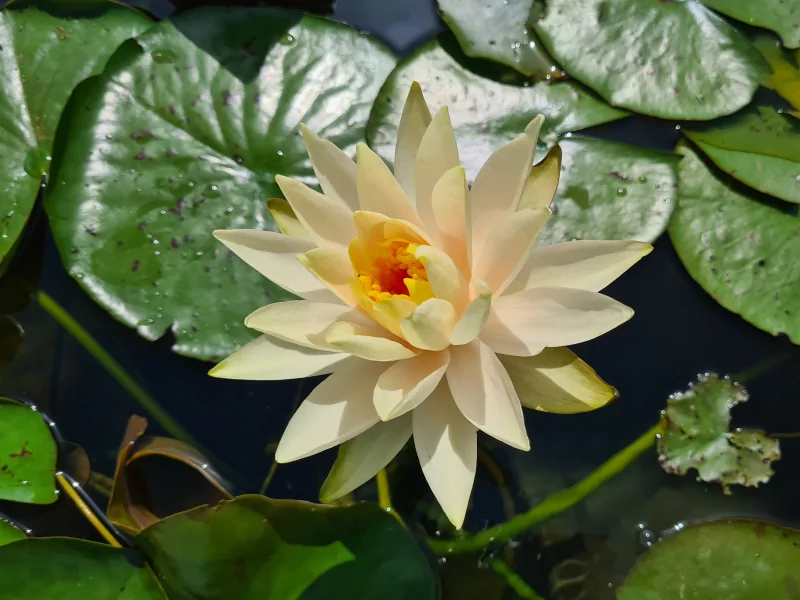 Nymphaea 'Highlight' Water Lily - Aquatic Plants Nursery