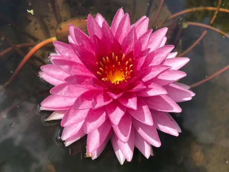 Nymphaea 'Mahasombut' Water Lily - Aquatic Plants Nursery