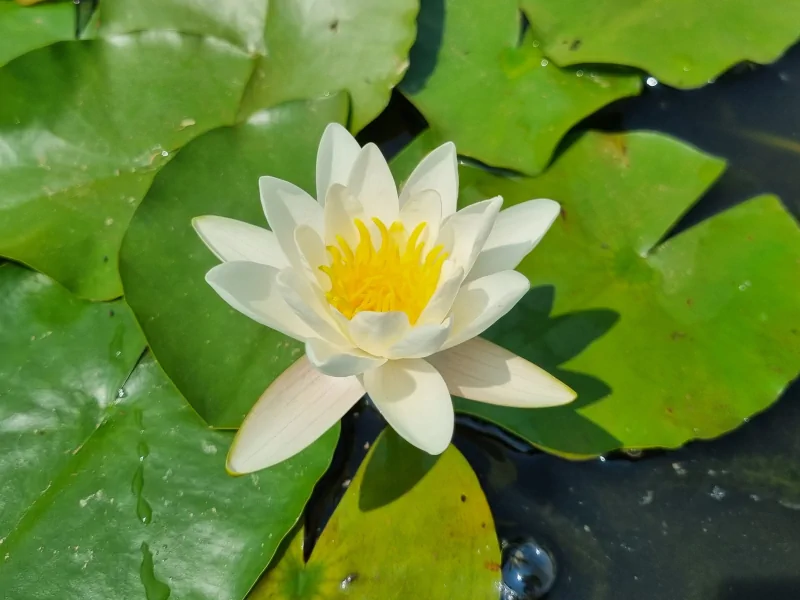 Nymphaea 'Virginalis' Water Lily - Aquatic Plants Nursery