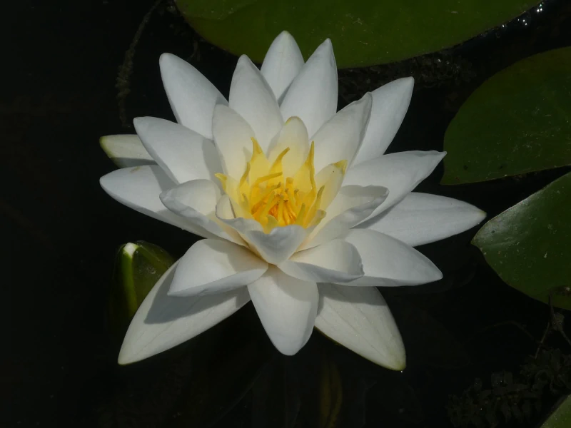 Nymphaea 'White Sultan' Water Lily - Aquatic Plants Nursery