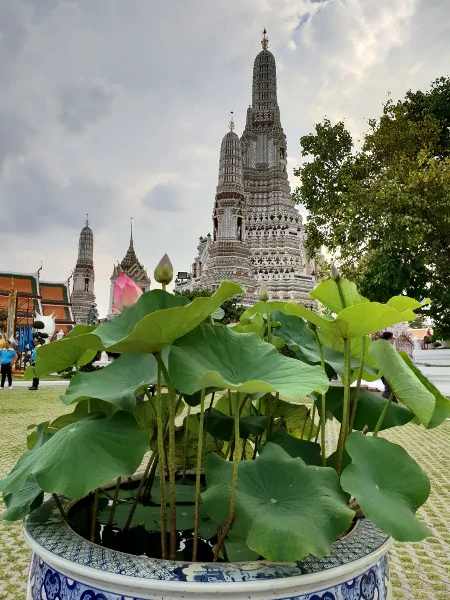 How to grow lotus flowers - Aquatic Plants Nursery