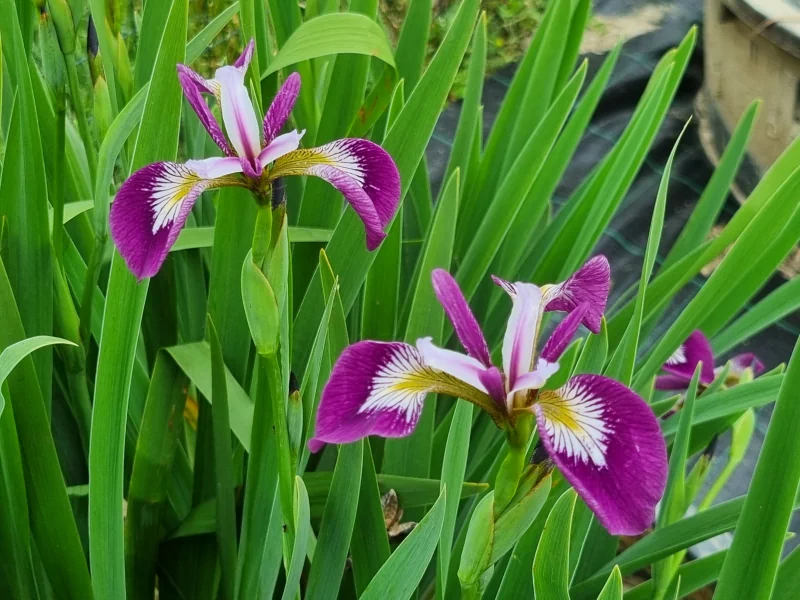 Iris versicolor 'Kermesina' - Aquatic Plants Nursery