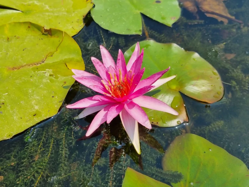 Nymphaea 'Newton' Water Lily - Aquatic Plants Nursery